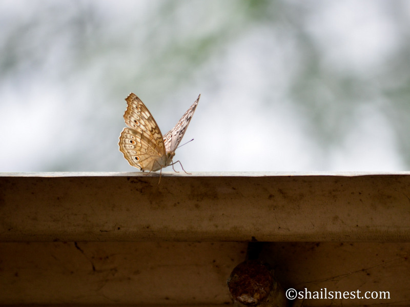 1-444-2 | Shail's Nest