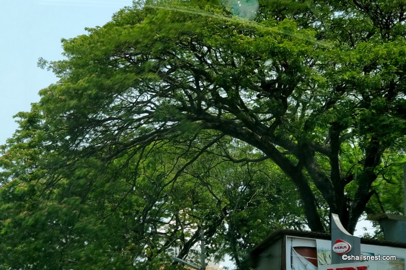 Rain trees of Thiruvananthapuram | Shail's Nest