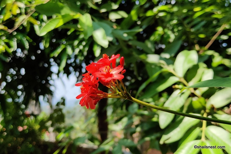 Jatropha | Shail's Nest