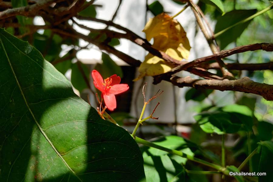 Jatropha | Shail's Nest