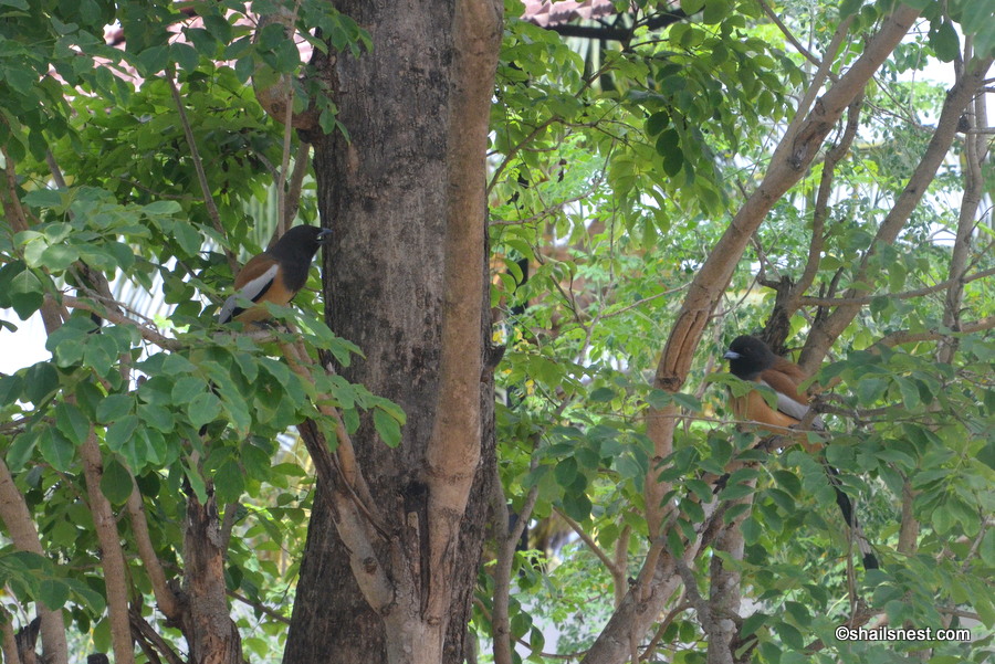 Olanjali | Shail's Nest