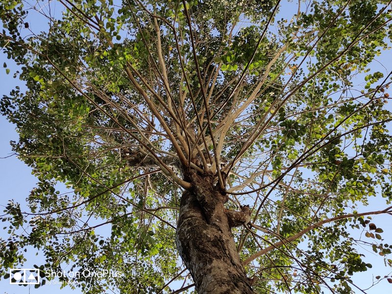 Anamika no longer | Shail's Nest