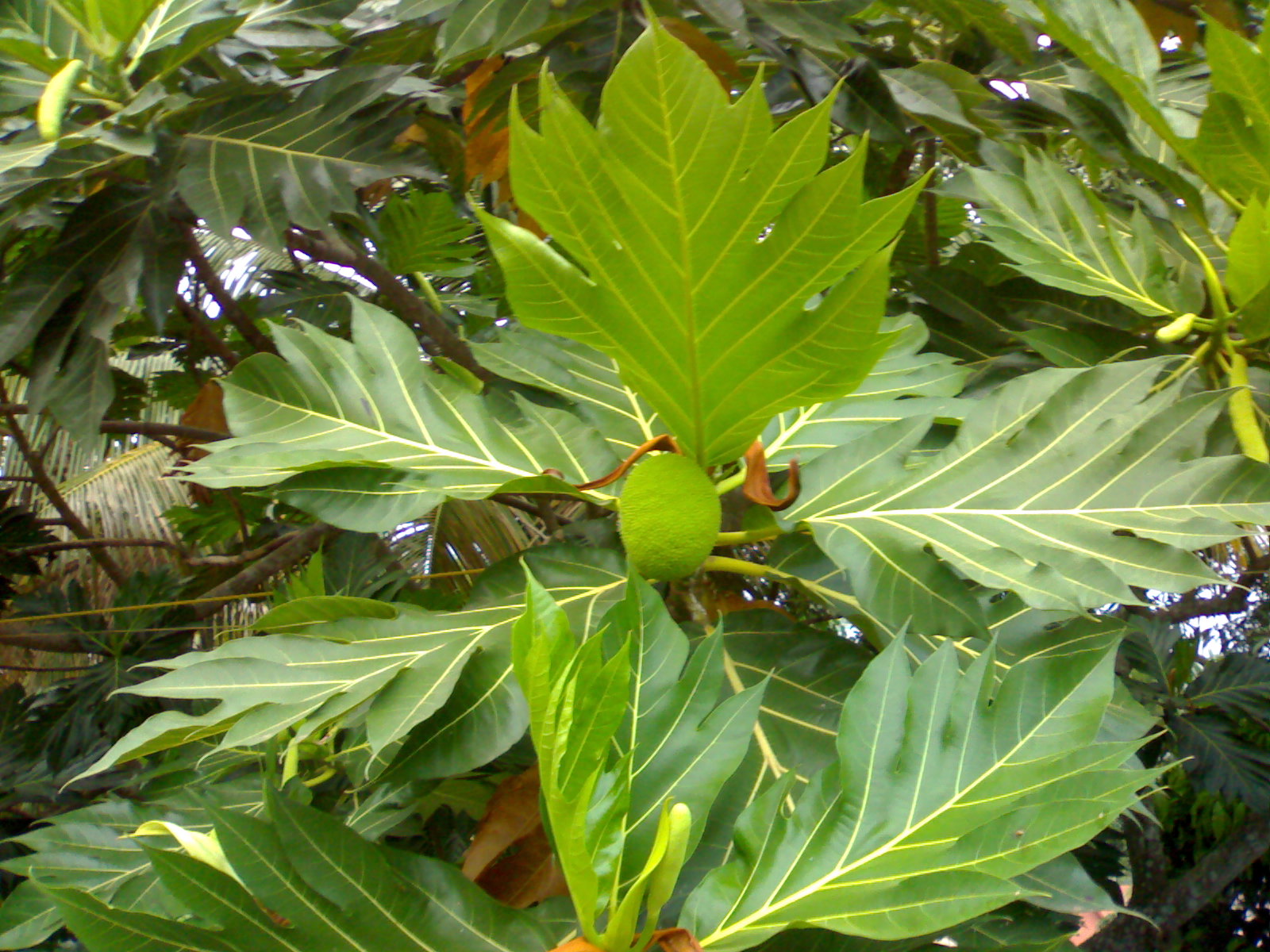 The breadfruit tree | Shail's Nest