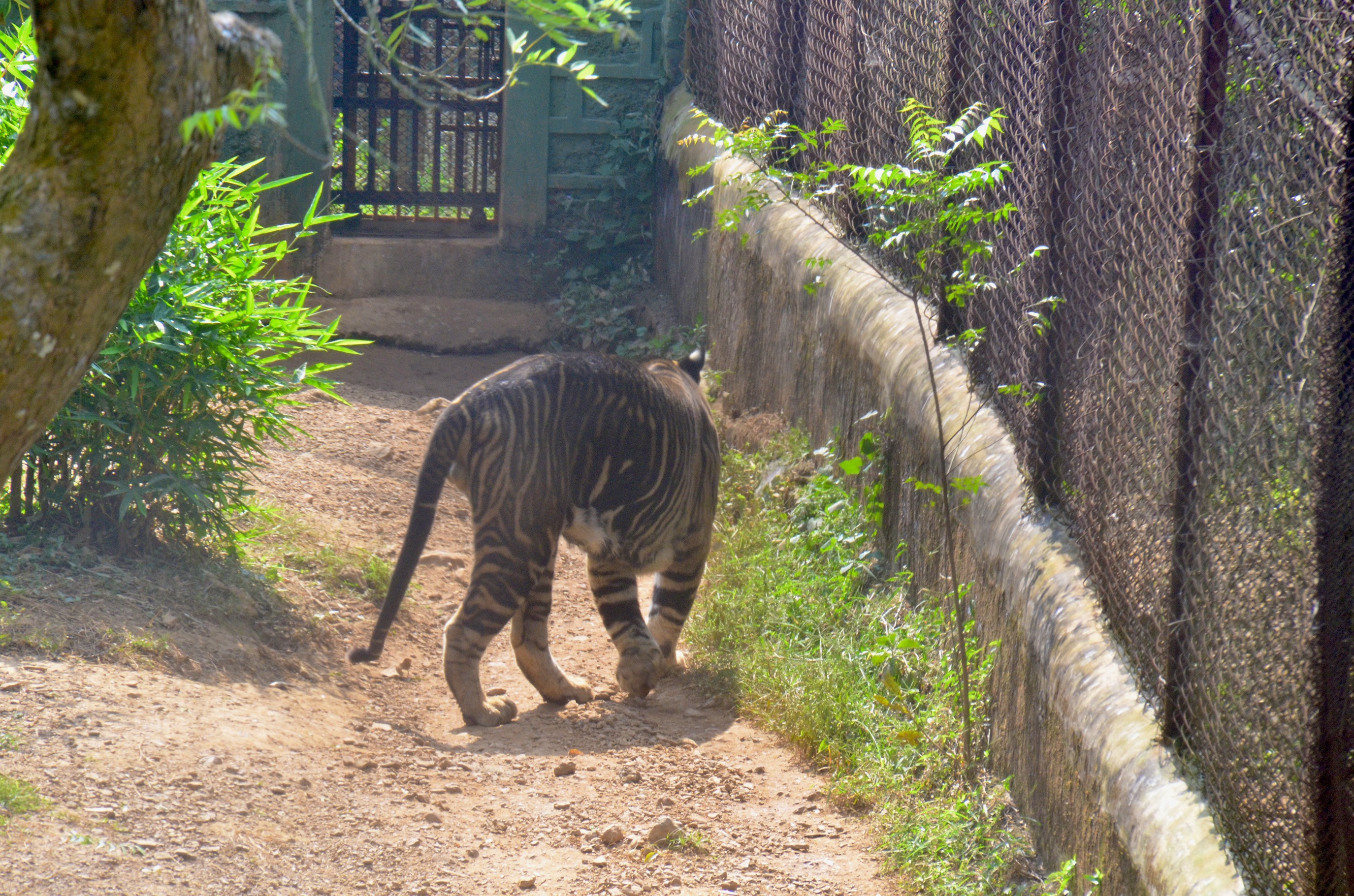 The black tiger | Shail's Nest