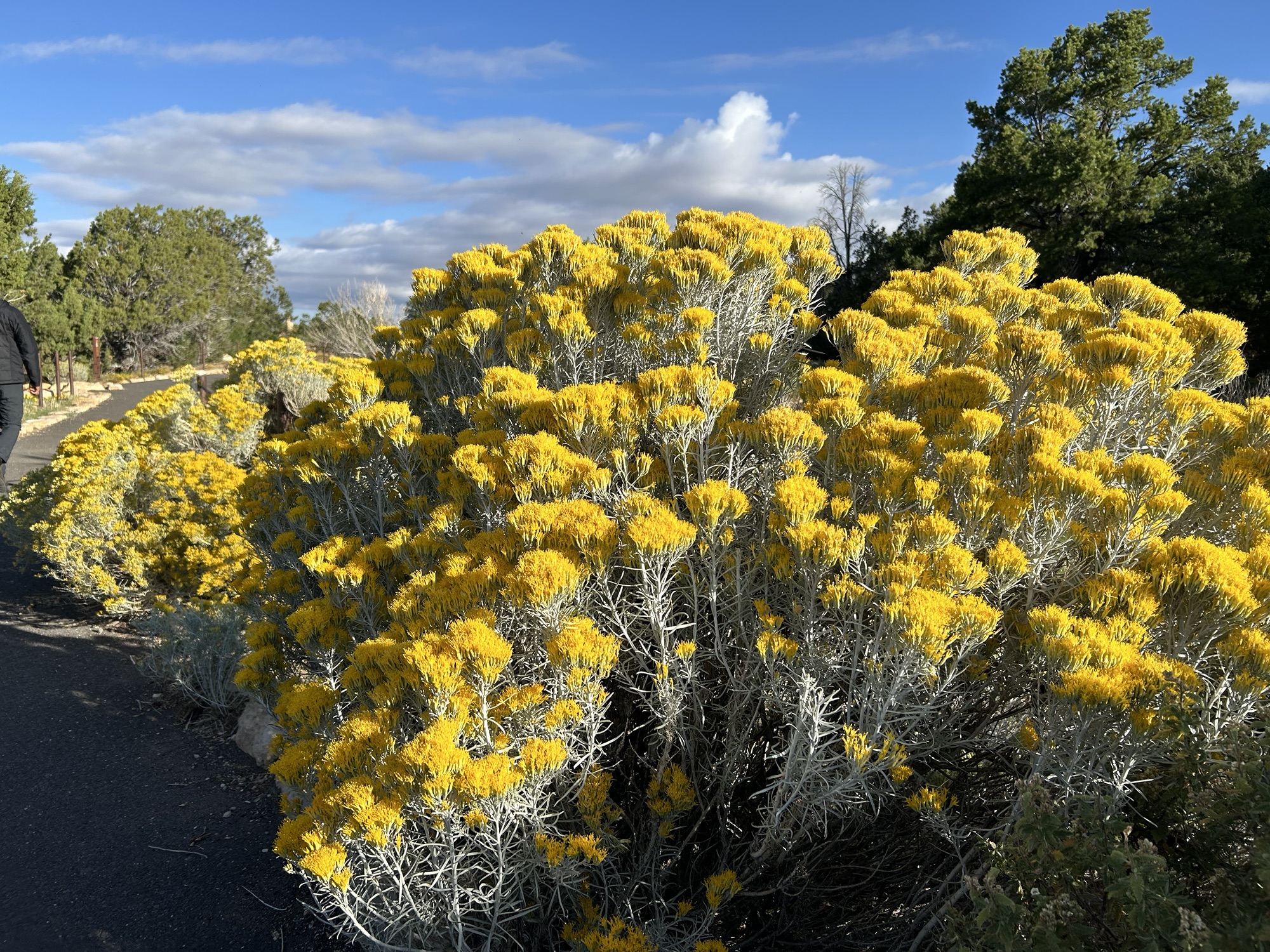 Rubber Rabbitbrush | Shail's Nest